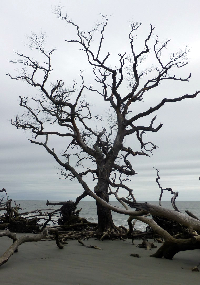 New Year's Reflections - EarthSanctuaries