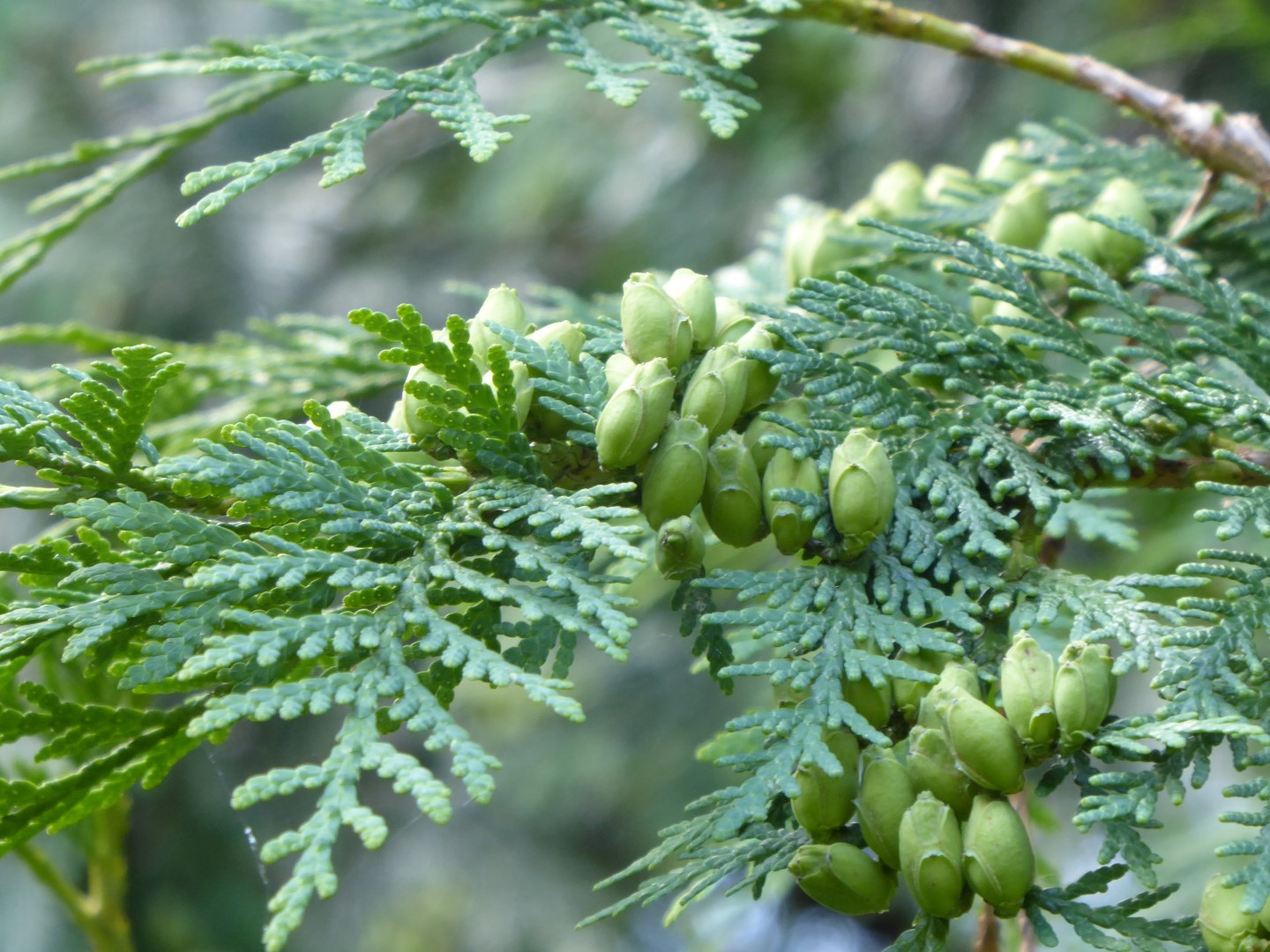 Sacred Trees: Rag Tree, Rock Tree, Witch Tree - EarthSanctuaries
