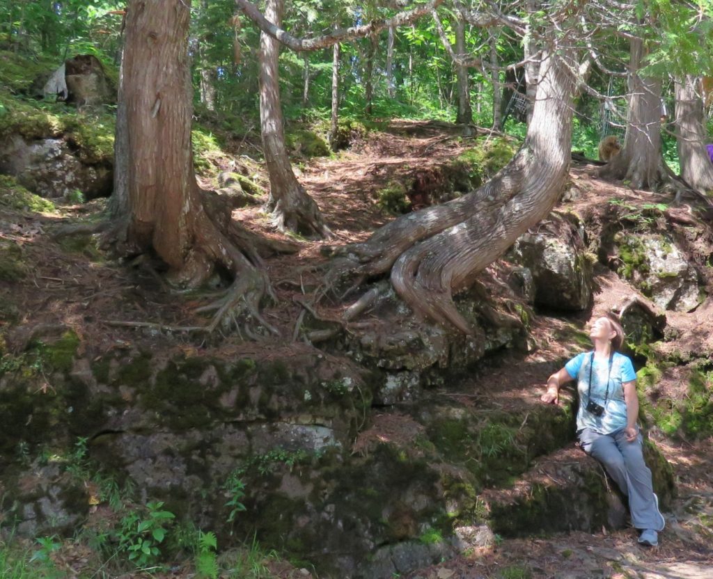 Sacred Trees: Rag Tree, Rock Tree, Witch Tree - EarthSanctuaries