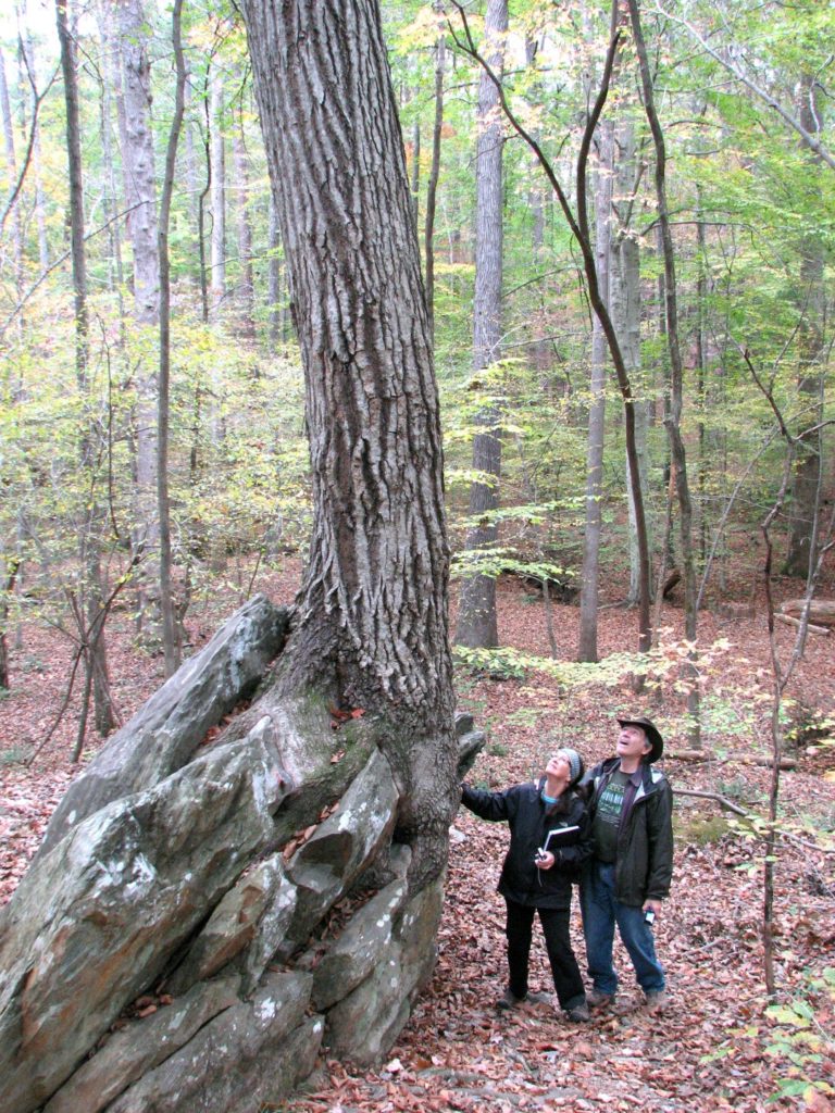 Sacred Trees: Rag Tree, Rock Tree, Witch Tree - EarthSanctuaries