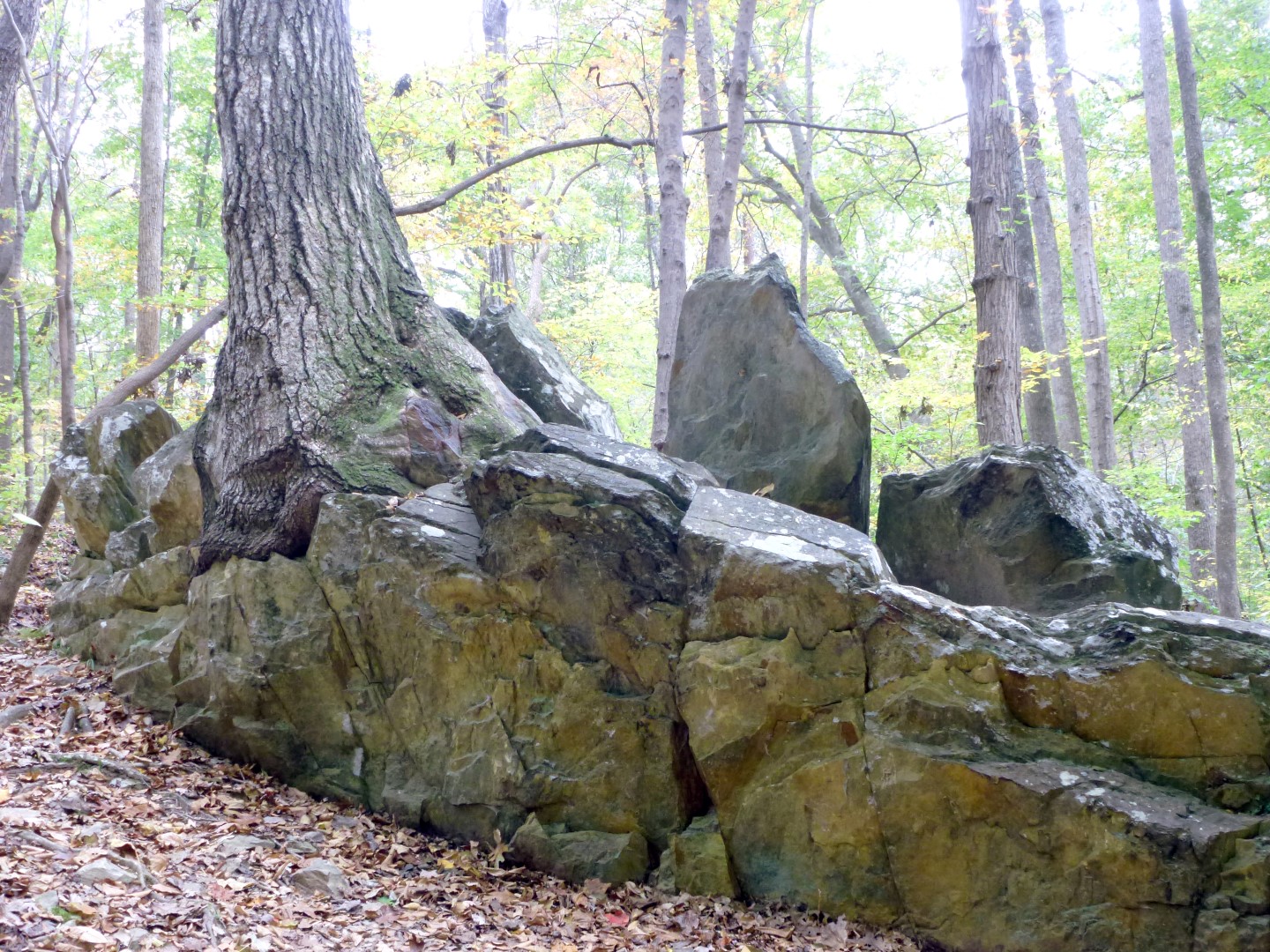 Sacred Trees: Rag Tree, Rock Tree, Witch Tree - EarthSanctuaries