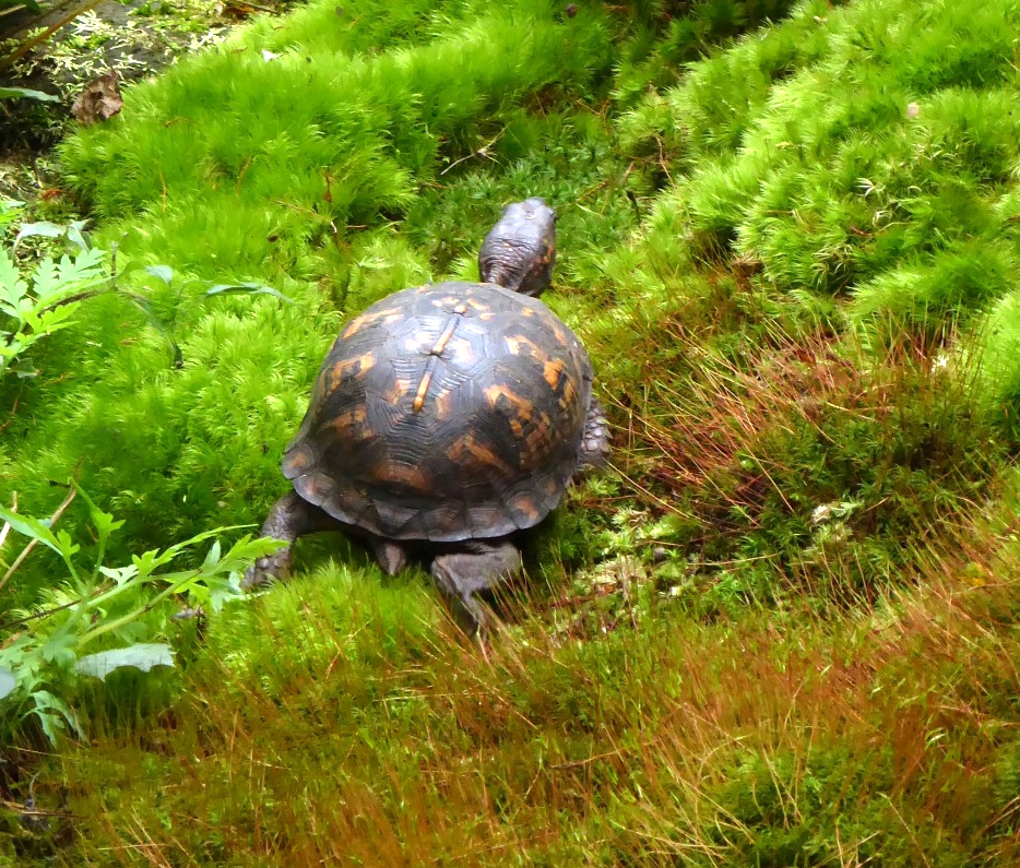 Turtle Teachings - EarthSanctuaries