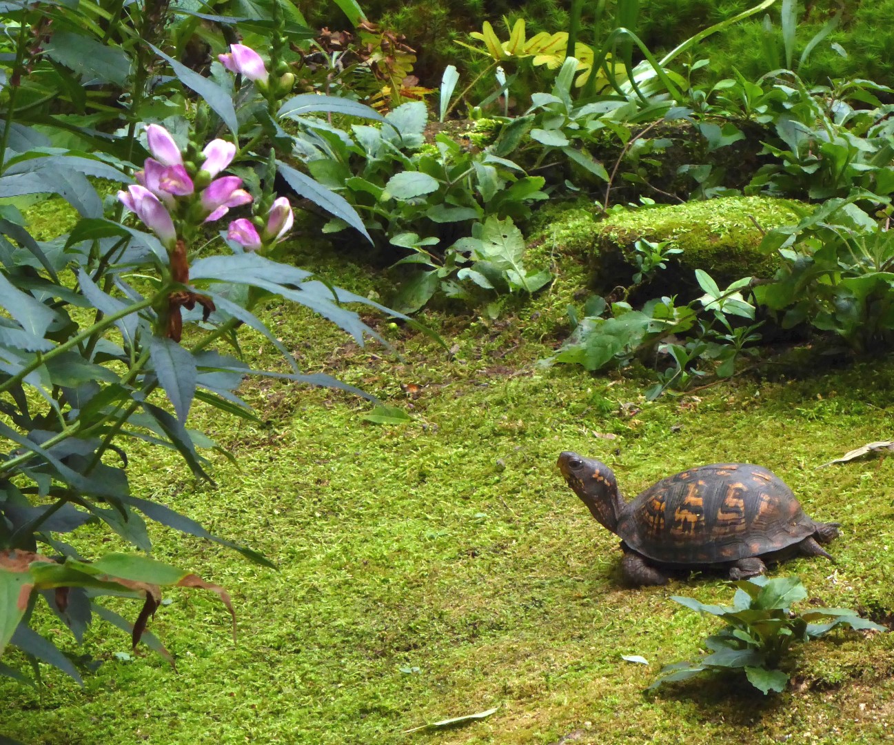 Turtle Teachings - EarthSanctuaries