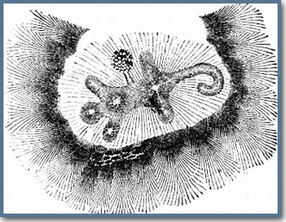 Sacred Landscape: Native American Effigy Mounds - EarthSanctuaries