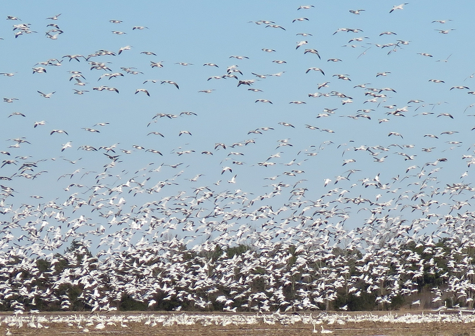 Miracle at Pocosin Lakes - EarthSanctuaries
