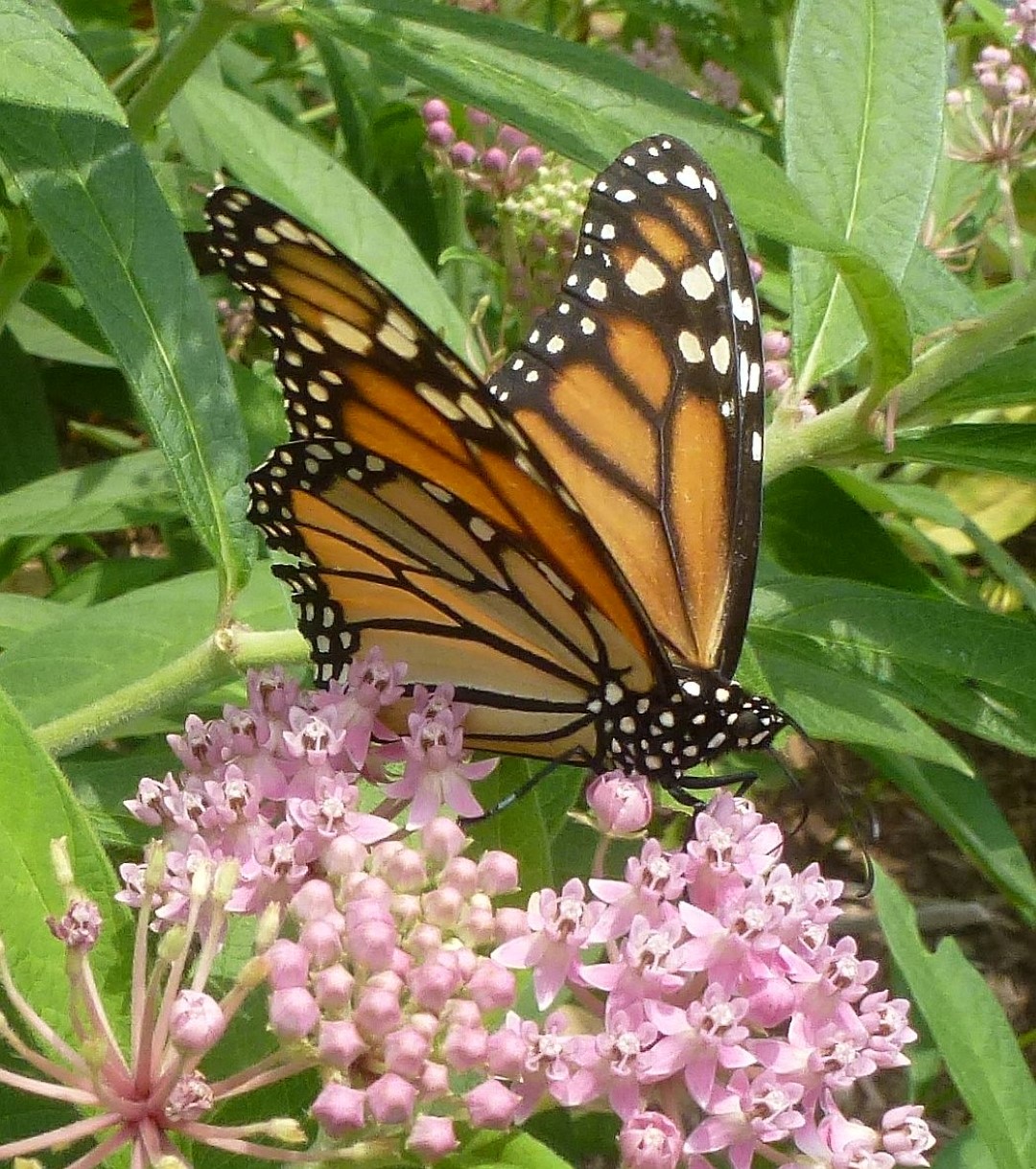 Ceremony: Welcoming Back the Pollinators - EarthSanctuaries