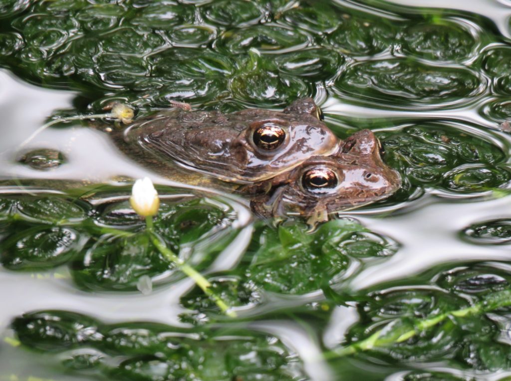 Pond Love - EarthSanctuaries