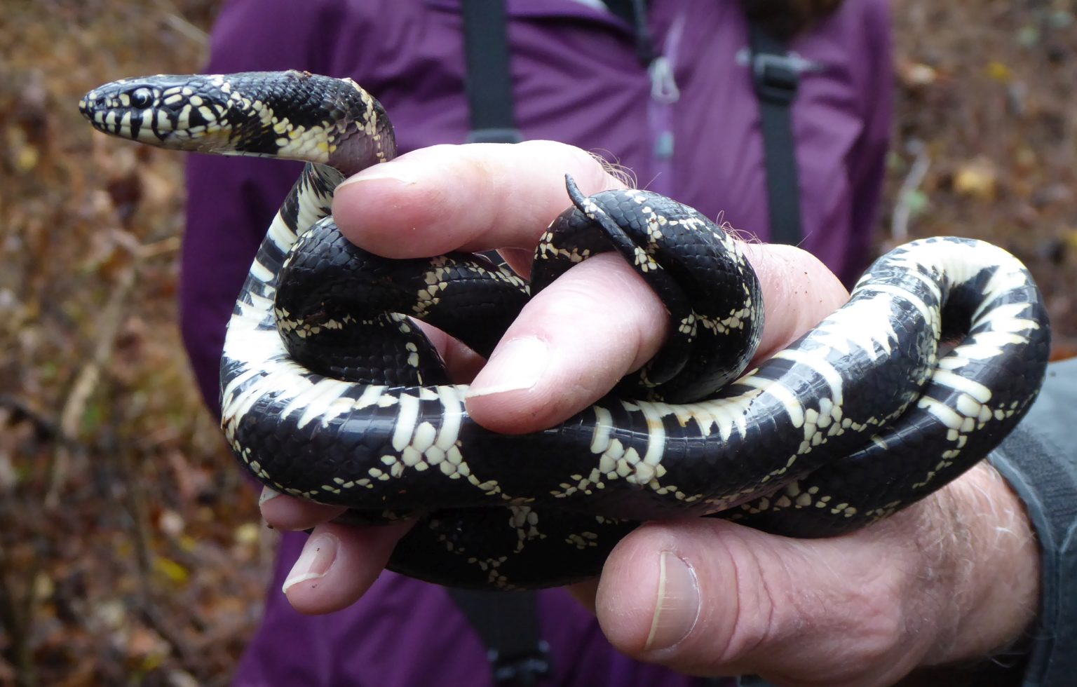 Celebrating Imbolc: A Time for Healing - EarthSanctuaries