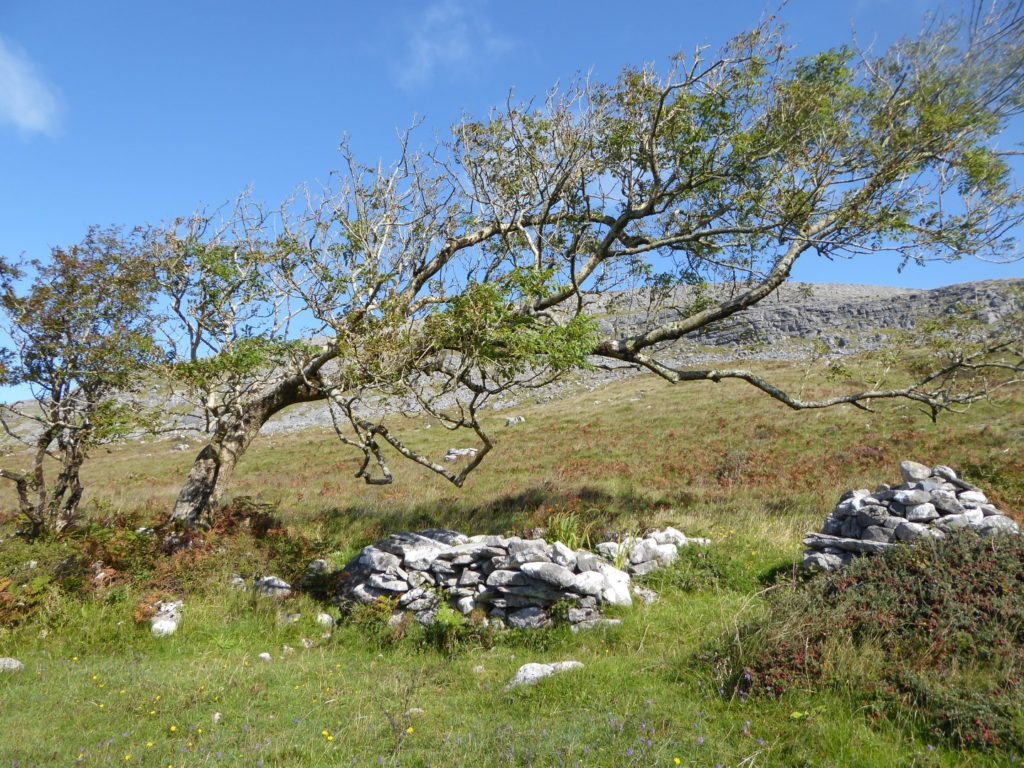 Wetlands: Holy Wells and Sacred Springs - EarthSanctuaries