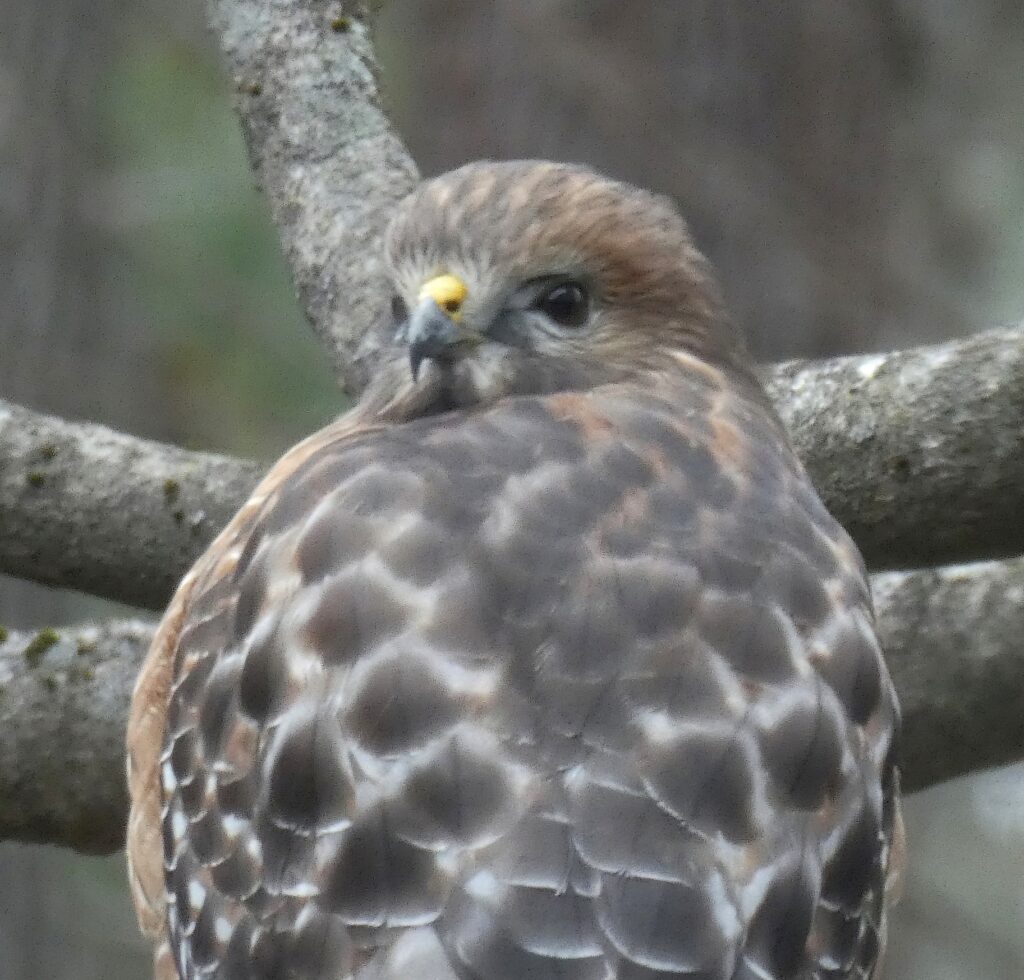 Augury, Winter Solstice - EarthSanctuaries