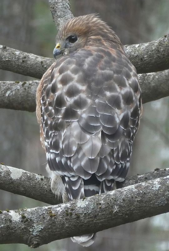 Augury, Winter Solstice - EarthSanctuaries