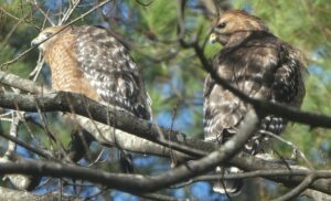 Augury, Winter Solstice - EarthSanctuaries